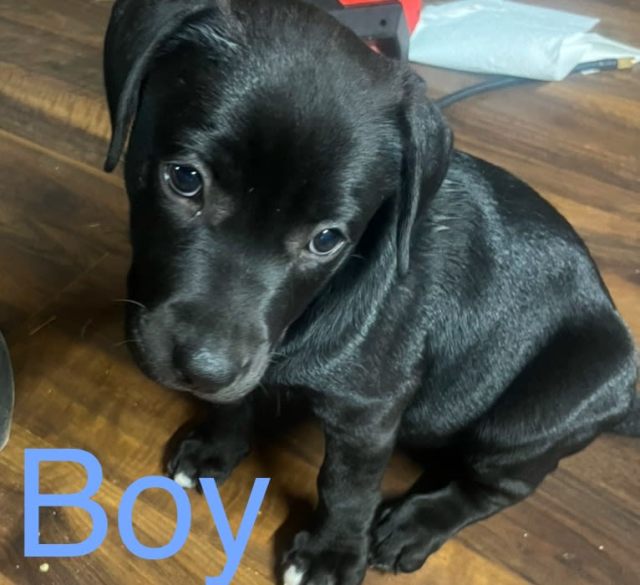 Labrador cross puppies | Dogs & Puppies | Gumtree Australia Outer ...