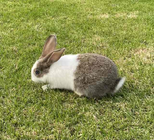 New Zealand Pure Breed Rabbits | Rabbits | Gumtree Australia Melton ...