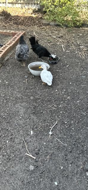 Chickens for sale!! | Birds | Gumtree Australia Macedon Ranges ...