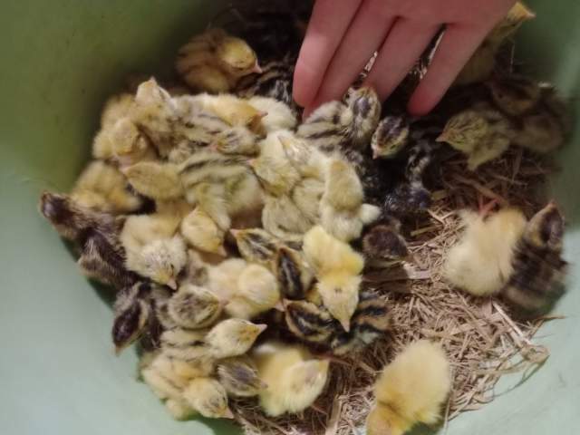 Jumbo Quail, Hens, Roos, Eggs, Chicks | Birds | Gumtree Australia ...