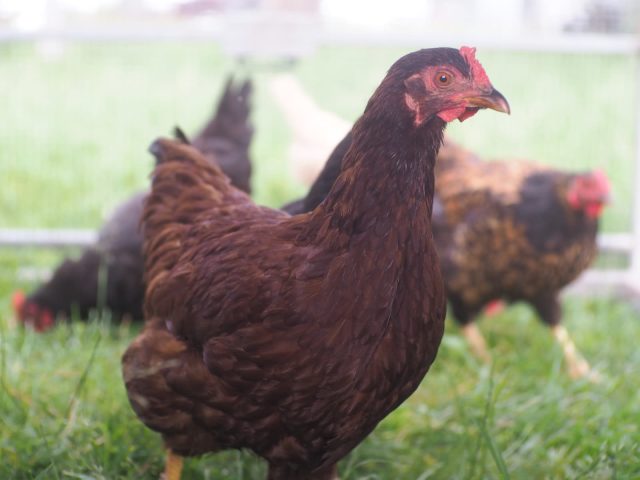 Old Laying Hens / Chickens / Chooks - $15 each | Livestock | Gumtree ...
