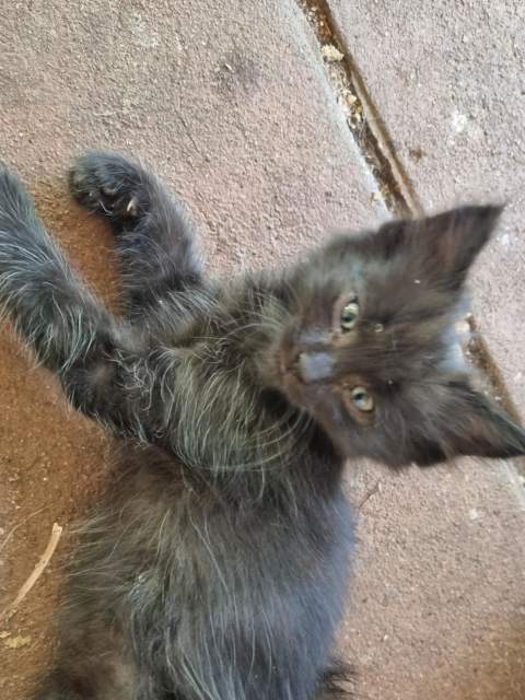 ragdoll X Burmese fem kitten left | Cats & Kittens | Gumtree Australia ...