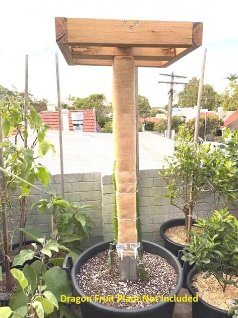 Dragon Fruit Trellis in Galvanized Steel and Hardwood & 115 litres - Pots & Garden Beds in ...