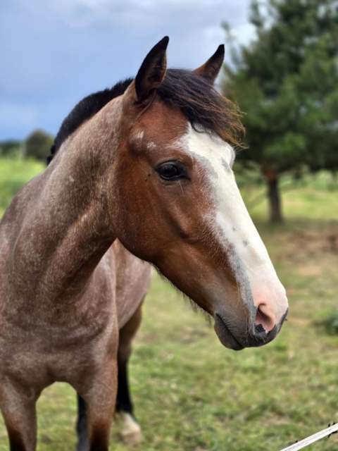 Comanche QH x paint | Horses & Ponies | Gumtree Australia Blayney Area ...