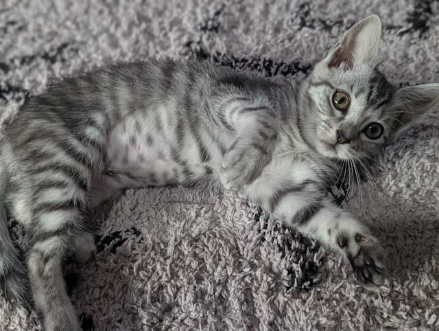 Chai - KITTEN KAPERS RESCUE | Cats & Kittens | Gumtree Australia Gold ...