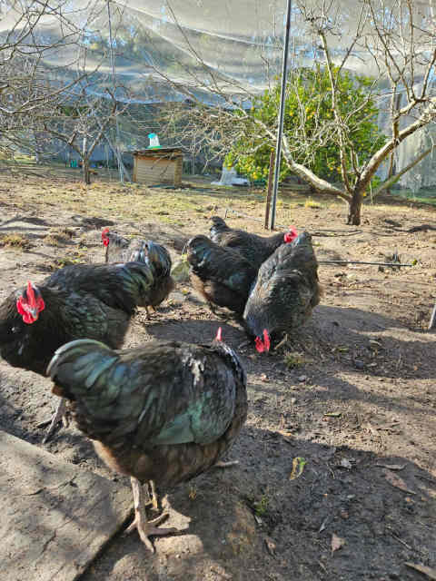 Great breeding quality Heritage Australorp Roos | Birds | Gumtree ...