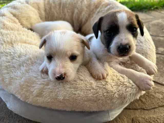 Cute Pure Jack Russell Puppies | Dogs & Puppies | Gumtree Australia ...