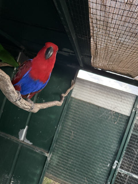 Eclectus pair | Birds | Gumtree Australia Dubbo Area - Dubbo | 1331115803