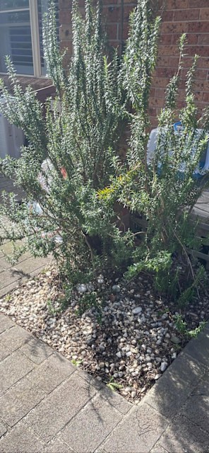 Rosemary bush - free - Plants in Loftus NSW | Gumtree Australia