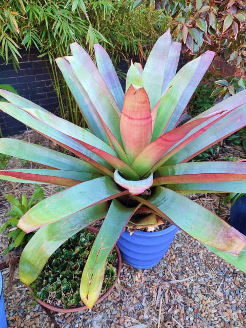 Giant Bromeliad Alcantarea Vriesea Imperialis - 2 Available - Feature ...