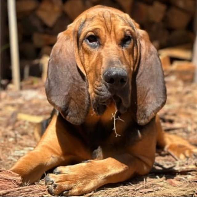 Bloodhound looking for loving home | Dogs & Puppies | Gumtree Australia ...