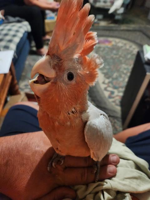 Major Mitchell X Galah Hybrid | Birds | Gumtree Australia Penrith Area ...