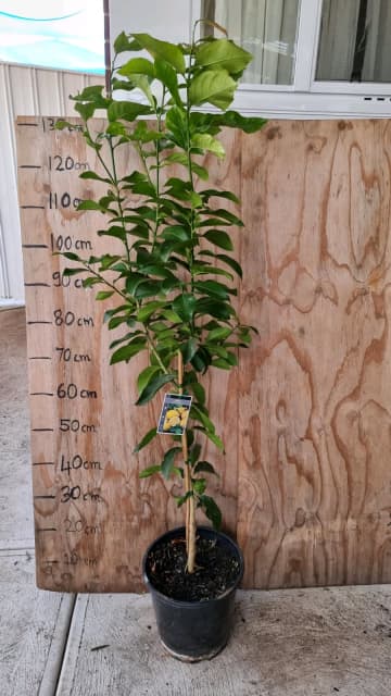 Big and bushy Eureka lemon tree in 26cm pot - Plants in Noble Park VIC ...