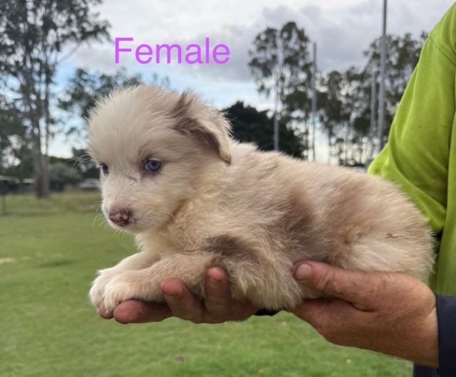 Border Collie Puppies | Dogs & Puppies | Gumtree Australia Lockyer ...
