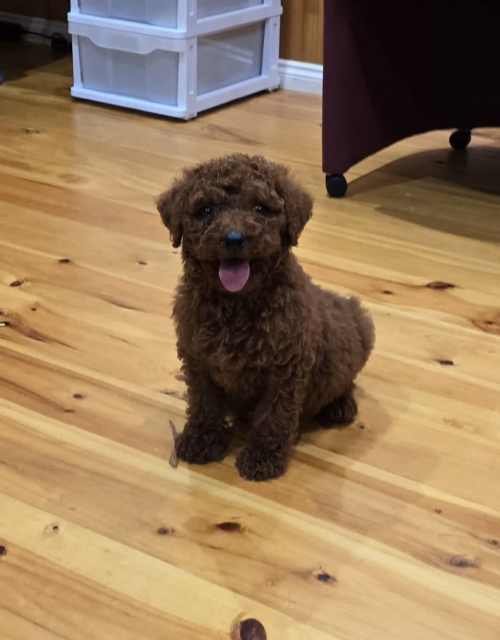 standard male poodle puppy bred from pedigreed parents. DNA Clear ...