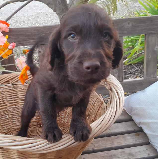 Smooth & Scruffy Labradoodle Puppies! Choc & Cream, DNA, Family | Dogs ...