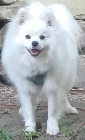 1yo Male Japanese spitz pure-bred | Dogs & Puppies | Gumtree Australia ...