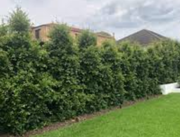 Syzygium paniculatum Backyard Bliss - Plants in Clyde VIC | Gumtree ...
