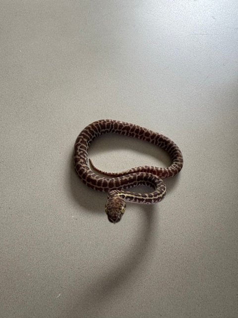 Stimson Hatchlings!! | Reptiles & Amphibians | Gumtree Australia ...