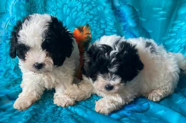 Lhasa Apso x Toy Poodle Puppies | Dogs & Puppies | Gumtree Australia ...