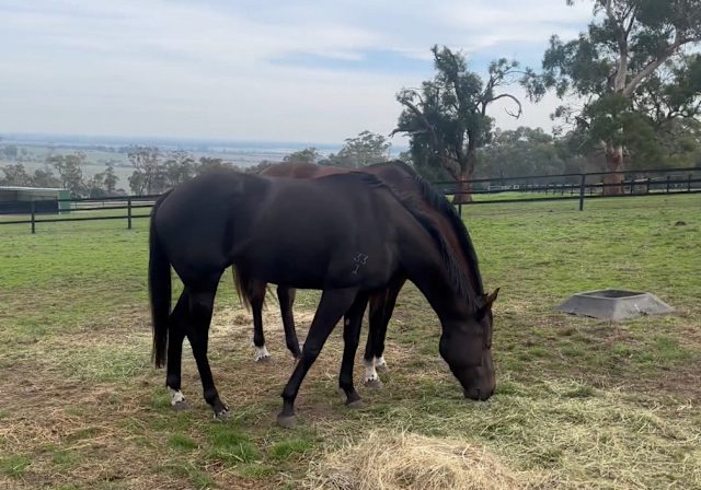 Retired Thoroughbred Mare - FREE to a good home | Horses & Ponies ...