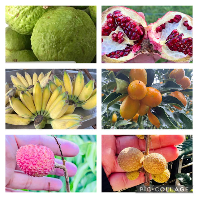 GRAFTED FRUIT TREES - GREENACRE 2190 - Plants in Greenacre NSW ...