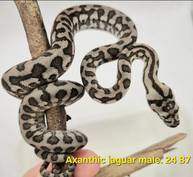 Carpet python hatchies, various colours | Reptiles & Amphibians ...