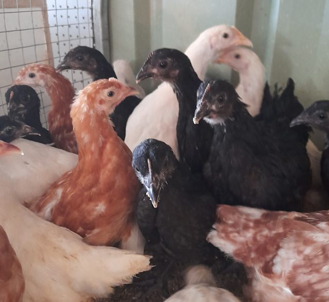 Pullets 6 weeks old 3/4 Leghorns and 3/4 Australorps | Livestock ...