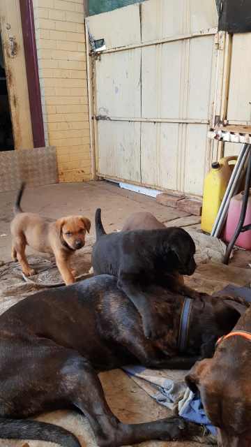 Animals for sale | Dogs & Puppies | Gumtree Australia Campaspe Area ...