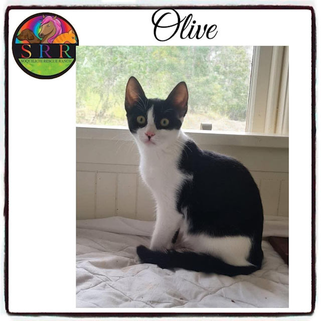 Olive - Soquilichi Rescue Ranch | Cats & Kittens | Gumtree Australia ...