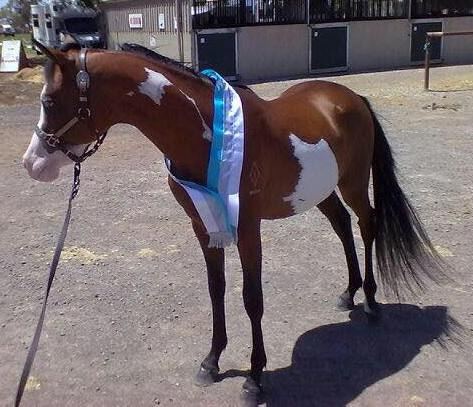 Pinto Quarab 12yo gelding | Horses & Ponies | Gumtree Australia Geelong ...