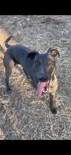 “Wonky” 1 1/2 y/o greyhound x stag | Dogs & Puppies | Gumtree Australia ...