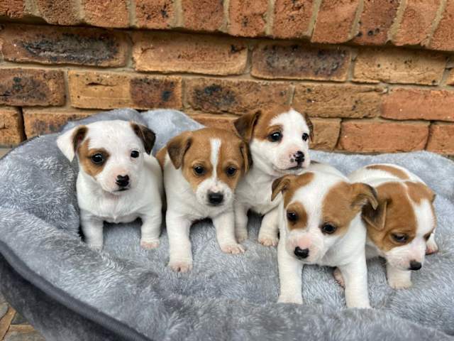 Pure Jack Russell Pups | Dogs & Puppies | Gumtree Australia Wyndham ...