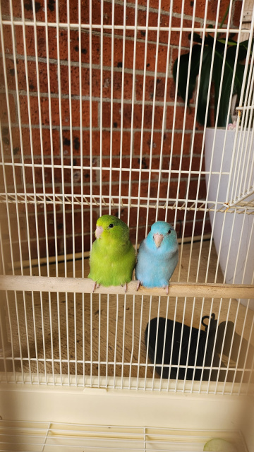 Parotlet bird | Birds | Gumtree Australia Nowra-Bomaderry - Worrigee ...