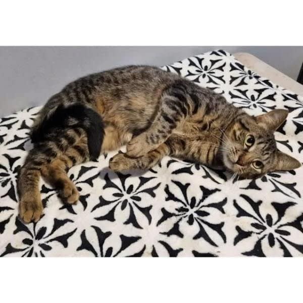 8748 : Patch Daddy - CAT for ADOPTION - Vet Work Included | Cats ...