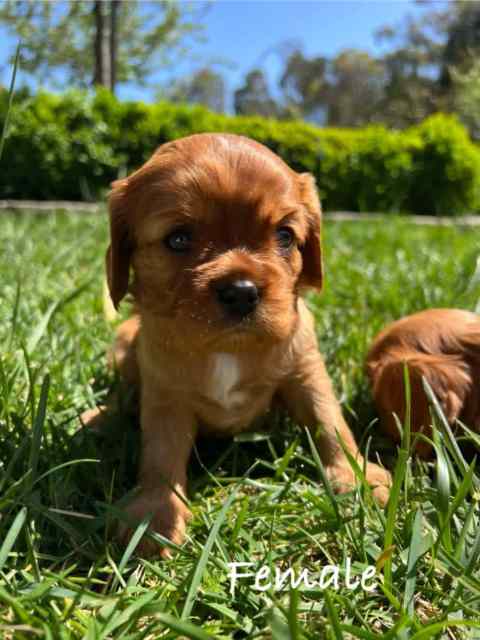Pure Breed Cavalier King Charles Spaniel Puppies | Dogs & Puppies ...