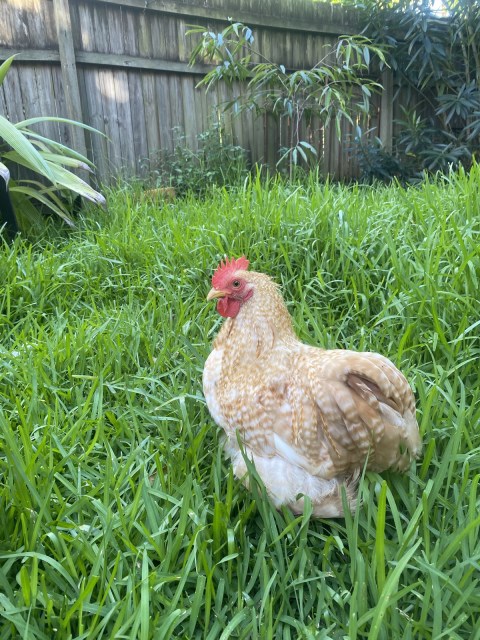 Buff pekin - Rooster SOLD pending pickup | Livestock | Gumtree ...