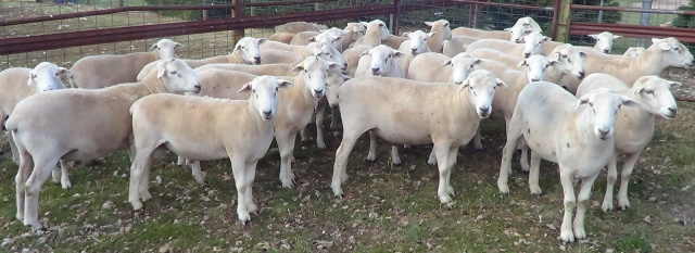 Easycare sheep. Wiltipoll rams and fat wether lambs. | Livestock ...