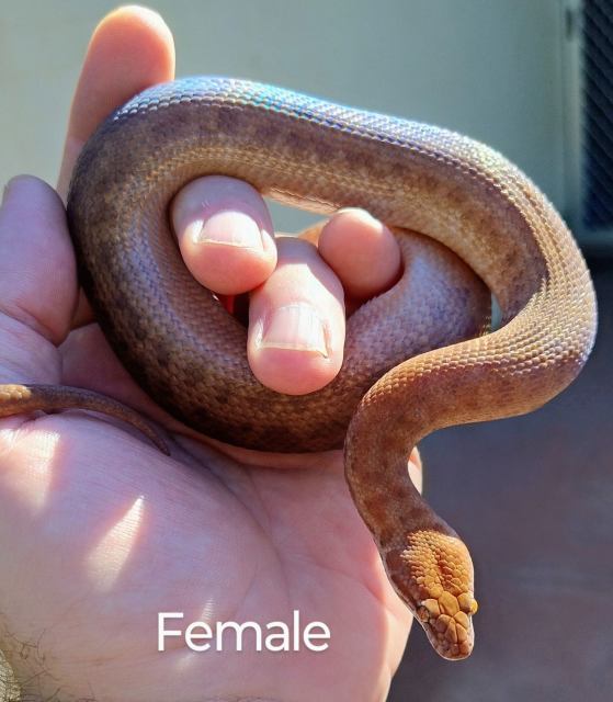 Pair of Pilbara pygmy pythons | Reptiles & Amphibians | Gumtree ...