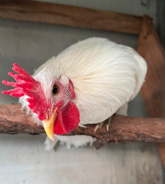 Purebred White Sicilian Rooster | Livestock | Gumtree Australia ...