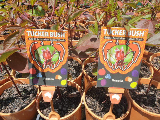 Rosella Tucker Bush - Plants in Perth WA | Gumtree Australia