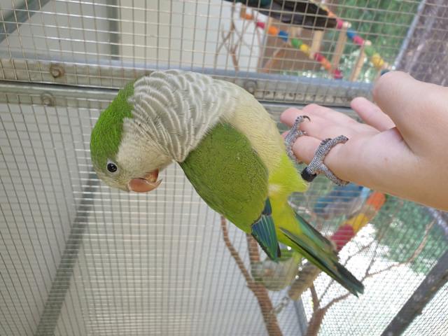 Handraised Quaker (Male) | Birds | Gumtree Australia Brisbane North ...