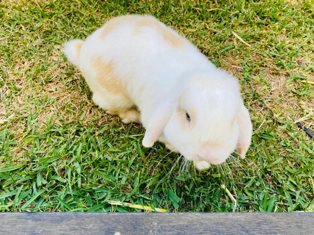 purebred minilop bunny - fully vaccinated | Rabbits | Gumtree Australia ...