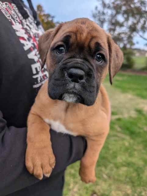 Boxer X puppies | Dogs & Puppies | Gumtree Australia New South Wales ...