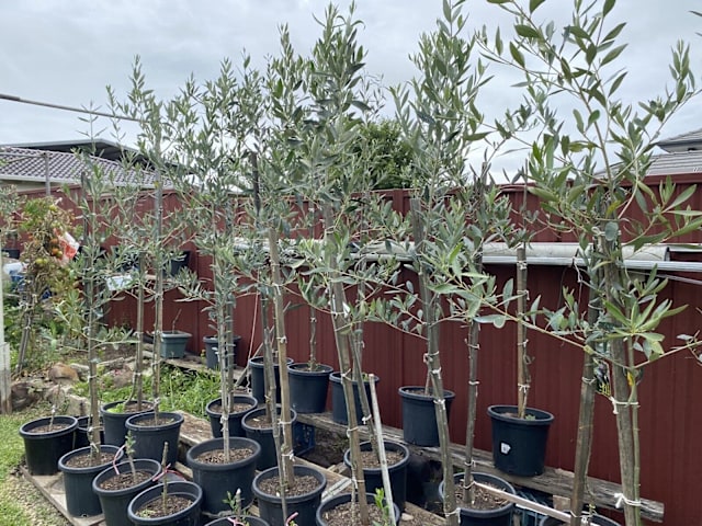 Olive Trees - Grafted Kalamata & Green Olive Trees (pots included ...