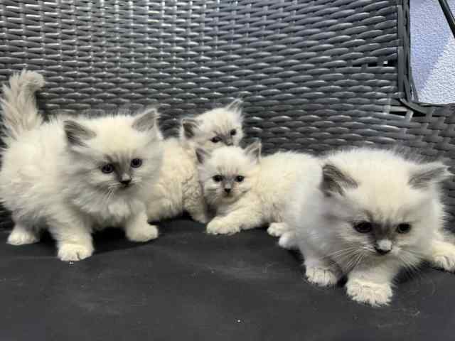 GORGEOUS RAGDOLL KITTENS | Cats & Kittens | Gumtree Australia Fairfield ...