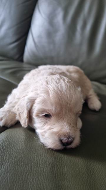 Moodle Puppies ready to go on Sunday 9th Feb | Dogs & Puppies | Gumtree ...