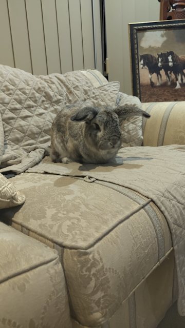 Large Male Desexed Rabbit | Rabbits | Gumtree Australia Baw Baw Area ...