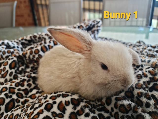 4 Cute Mini Lop Bunny Rabbits | Rabbits | Gumtree Australia Cessnock ...