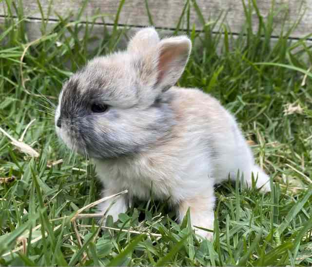 Netherland Dwarf Baby Bunny Rabbit, Very healthy and friendly ...